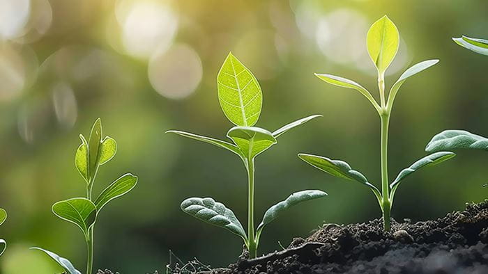 Reflecting on the Growth of Impact Investing | Praxis Investment Management